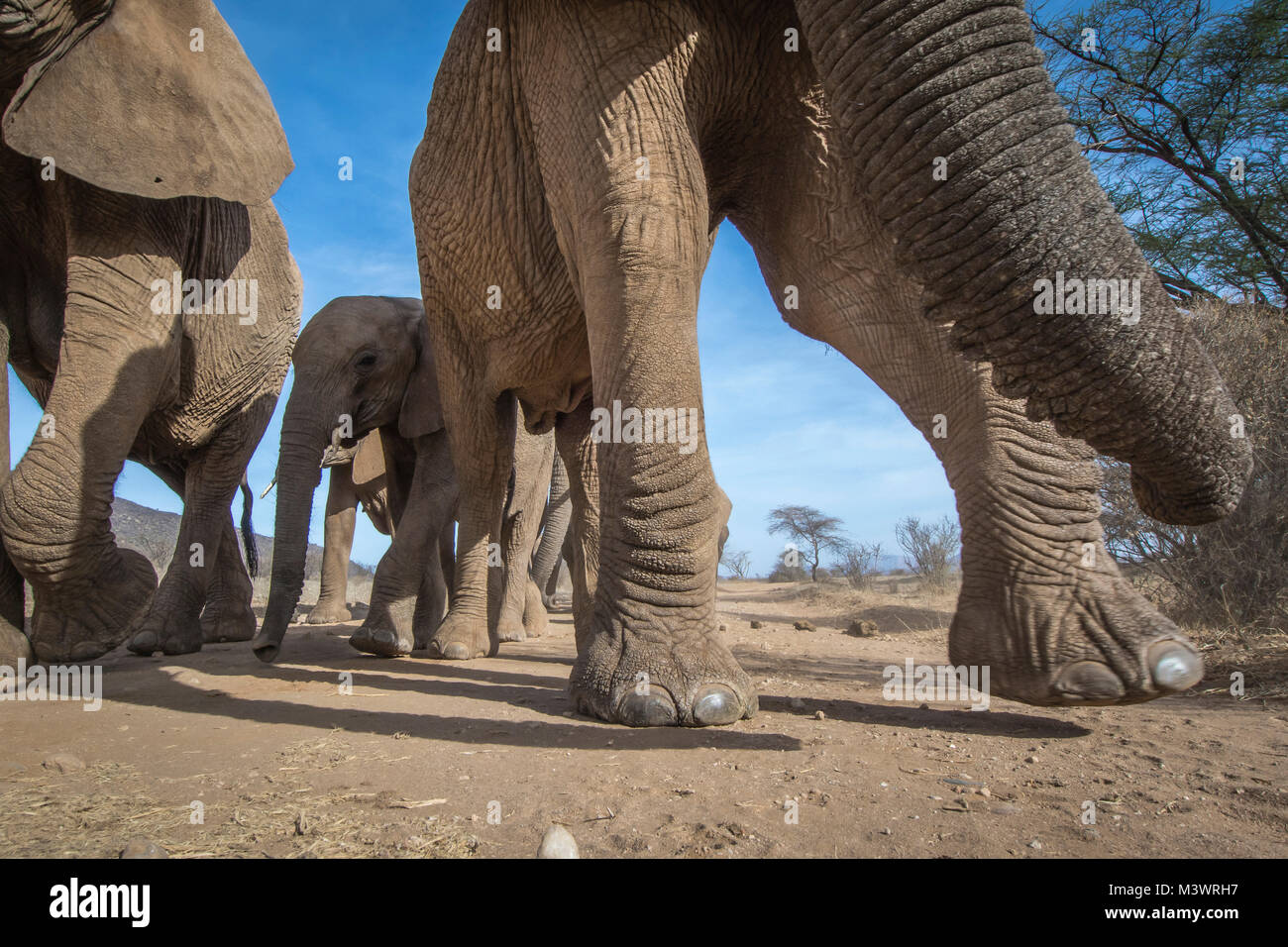 A low-angle shot of an elephant herd approaching along a sandy road in ...