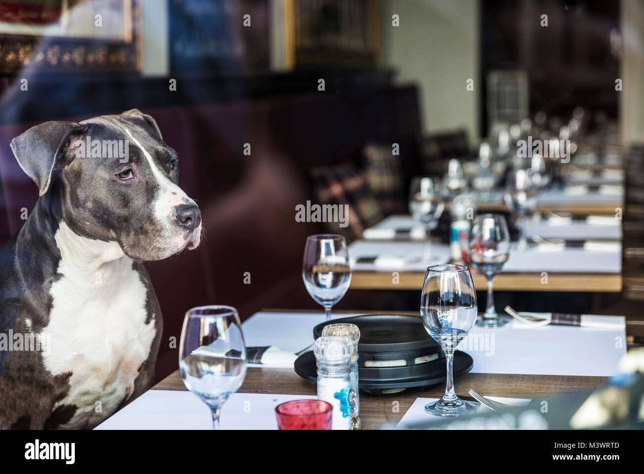 Dog restaurant table hi-res stock photography and images - Alamy