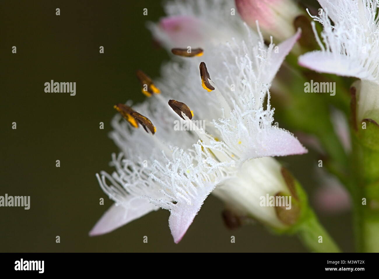 Bogbean, Menyanthes trifoliata, traditional medicinal plant Stock Photo ...