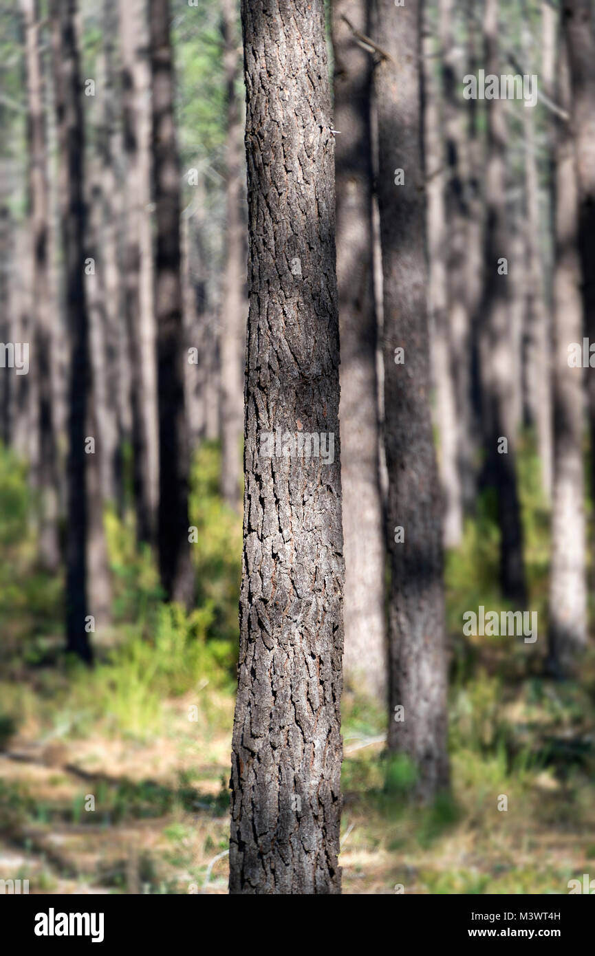 close up of a tree trunk in a forest Stock Photo - Alamy