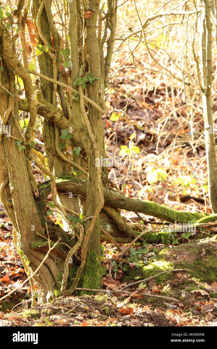 Vine Covered Tree High Resolution Stock Photography and Images - Alamy