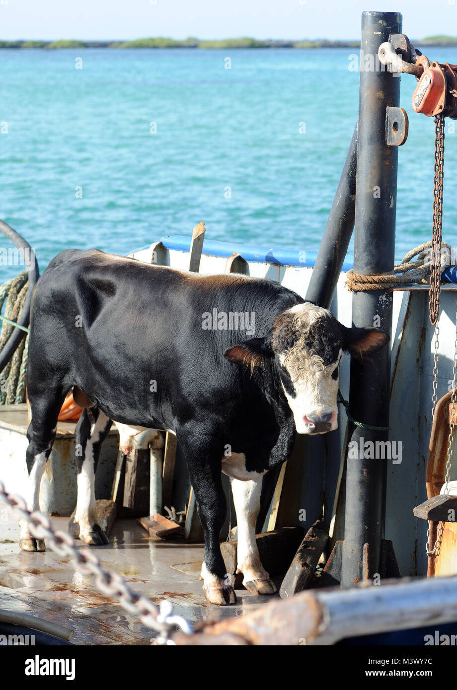 A young bull waits patiently to be unloaded from a ferry. Playa Isabela ...