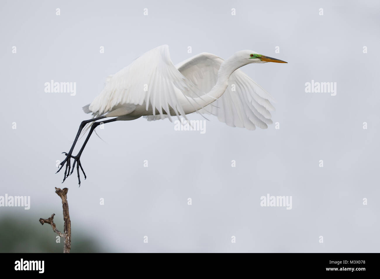 Great Egret (Ardea alba) taking flight from its perch - Venice, Florida ...