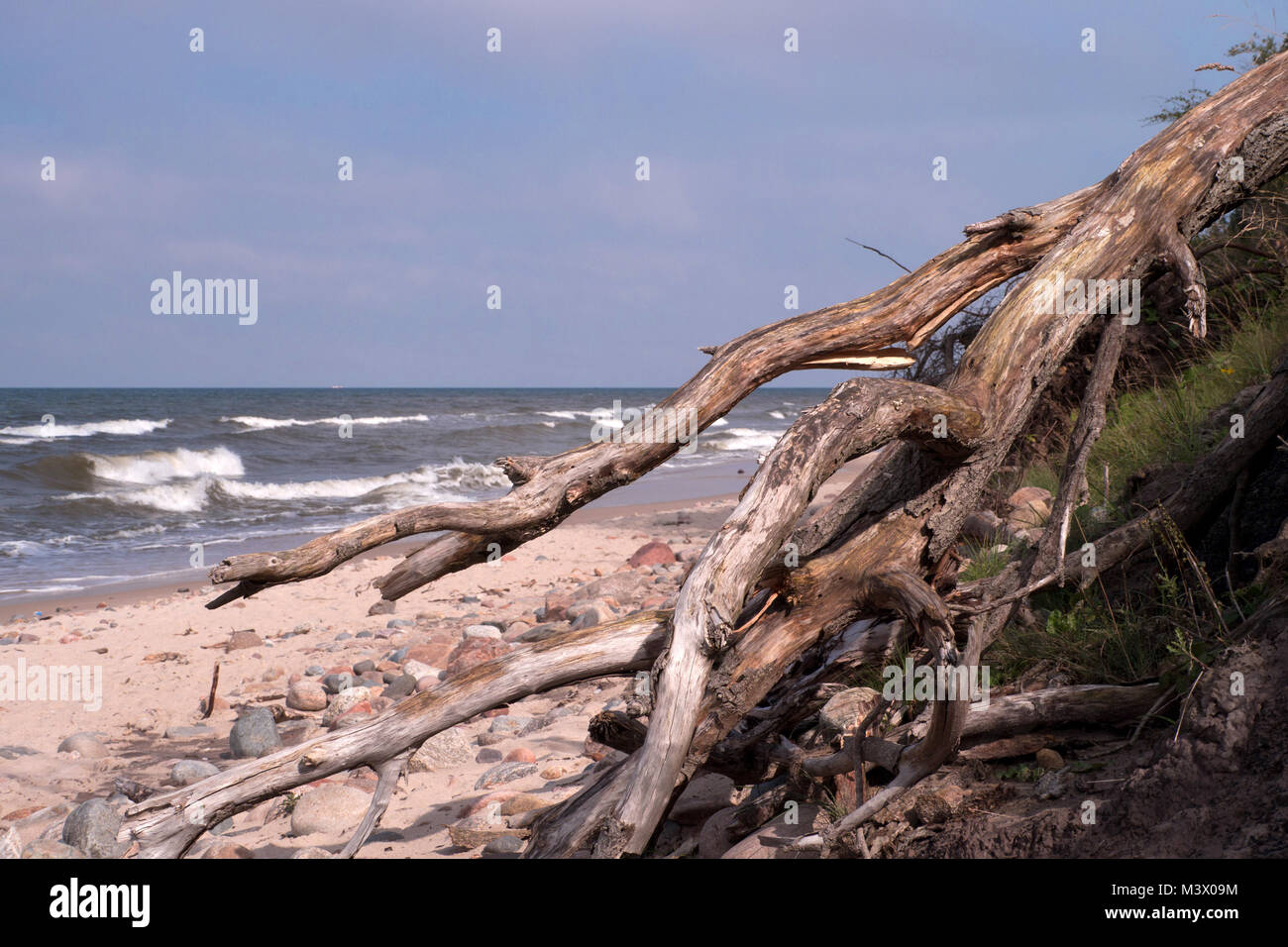Some withered roots on a rocky beach with some small tides in ...
