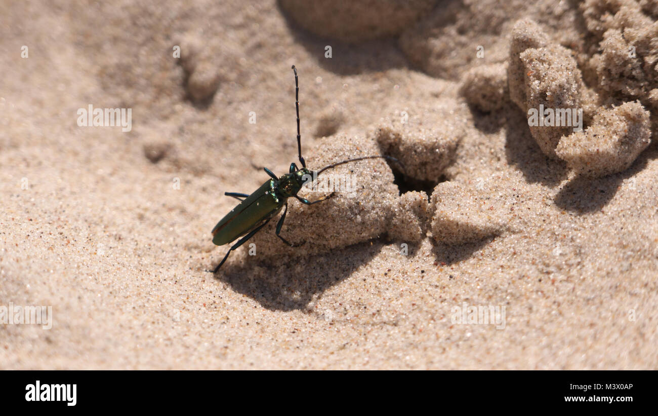 An insect walking up on sand clod on the beach in a sunny day Stock ...