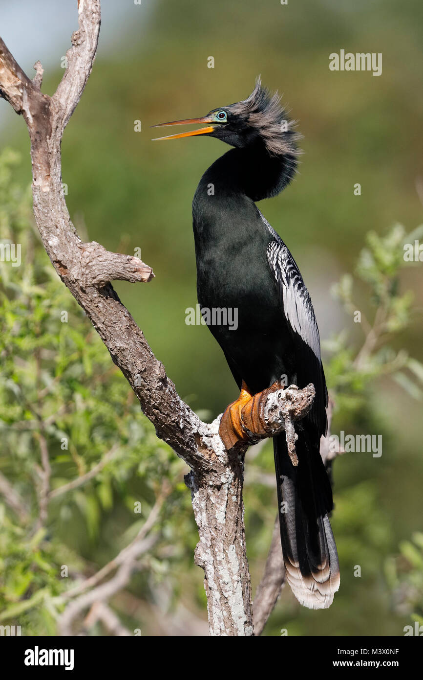 A male Anhinga in breeding plumage perches in a dead tree in a rookery ...