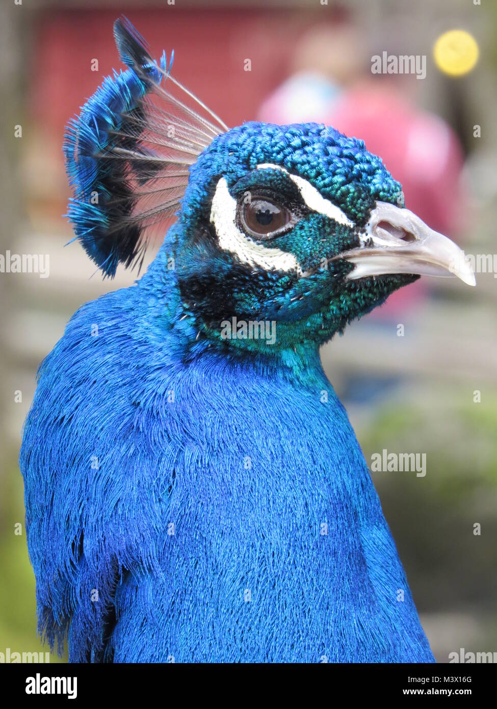 Beacon hill park wildlife hi-res stock photography and images - Alamy