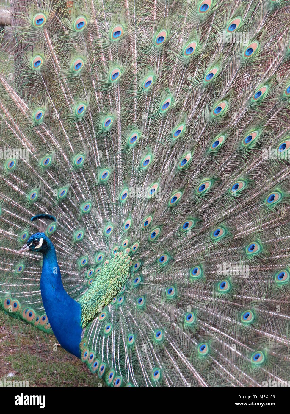 Beautiful Peacock walking around Beacon Hill Park, Victoria, British ...