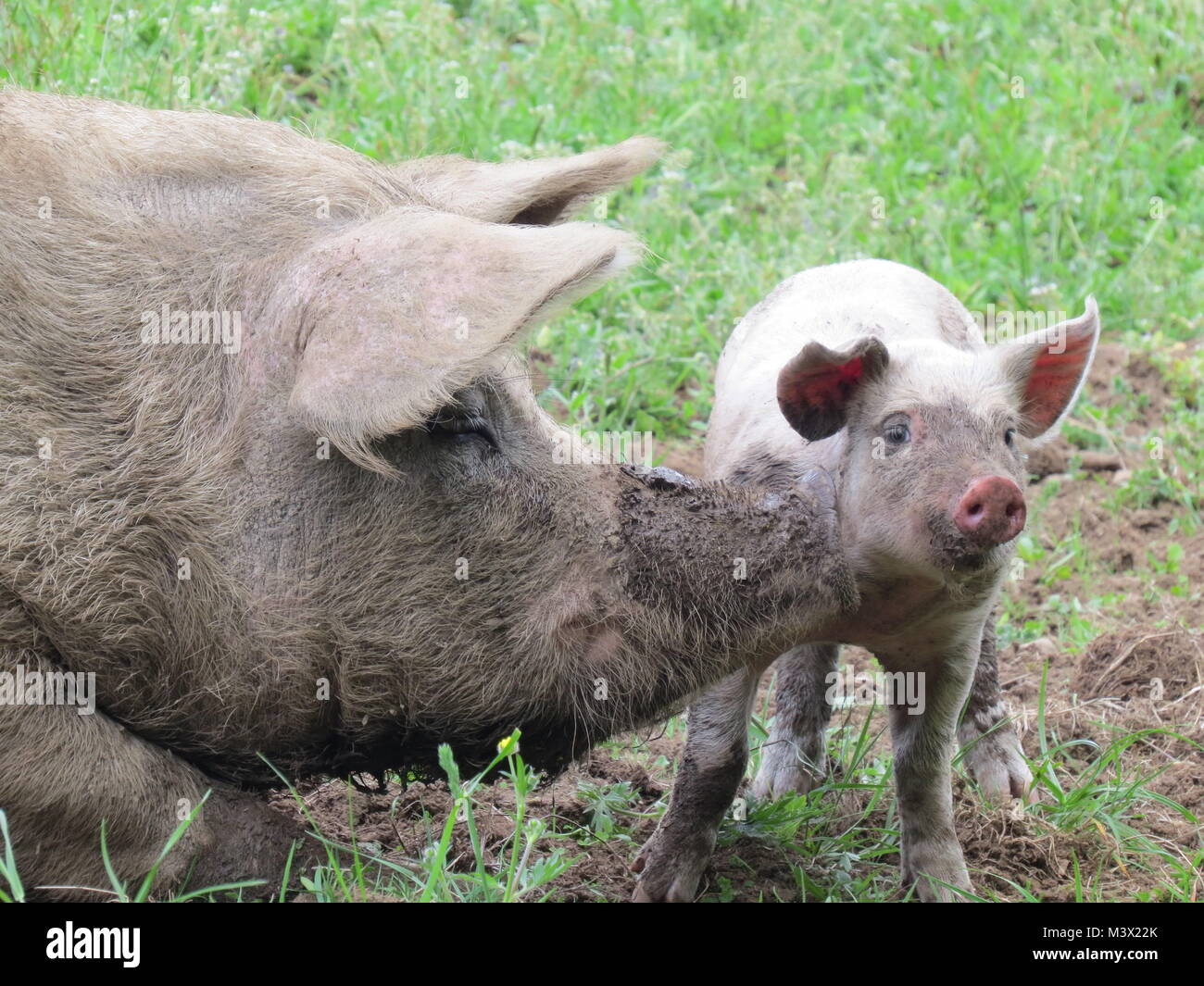 Pig sniffing piglet in muddy farm field on Denman Island, British ...