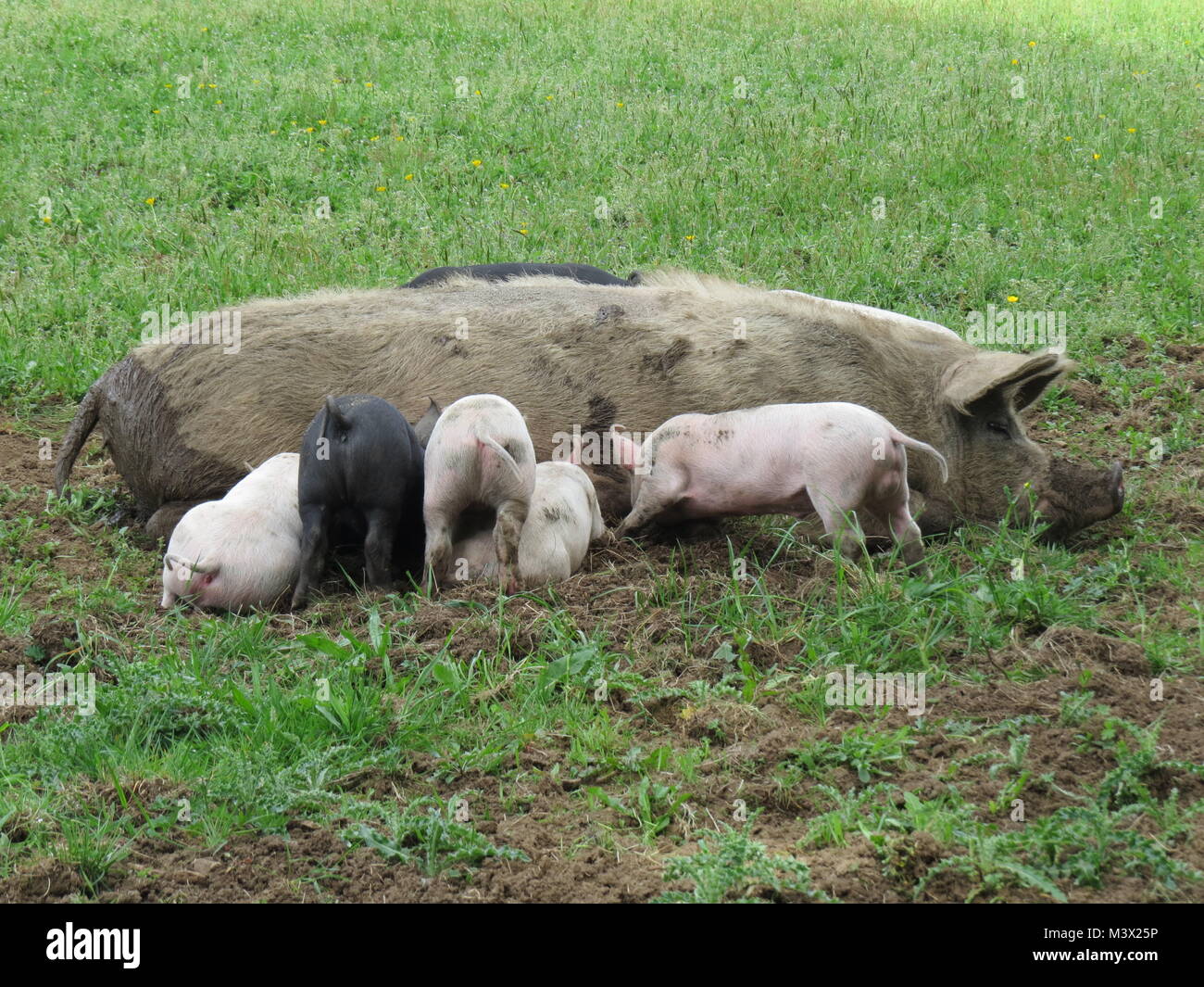 Pig with piglets nursing in muddy farm field on Denman Island, British ...
