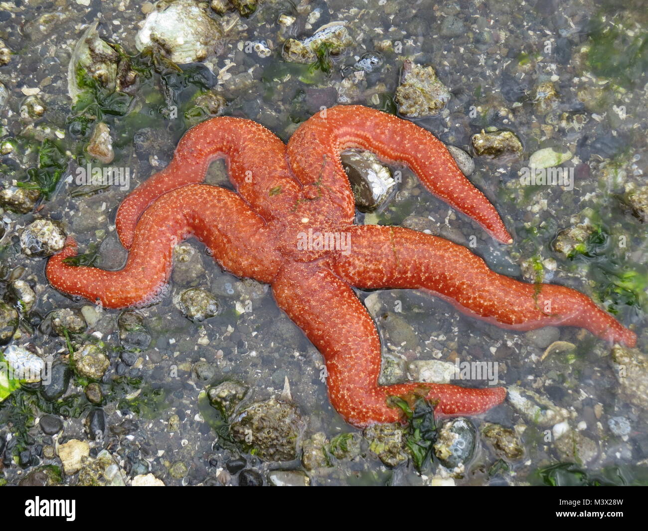 Bright orange Star fish or Sea Star lying in a tidal pool, on a Denman ...