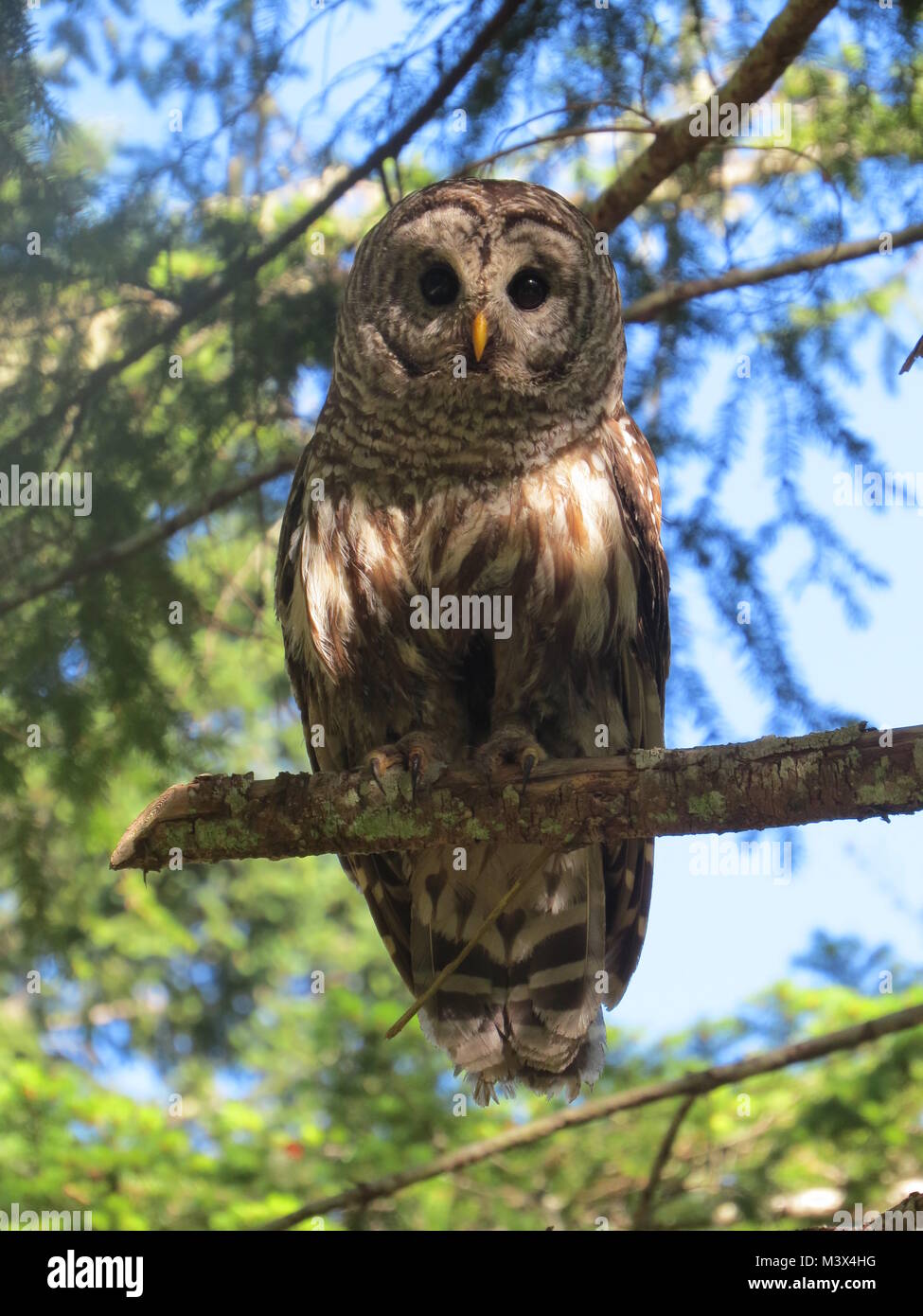 Full body owl hi-res stock photography and images - Alamy