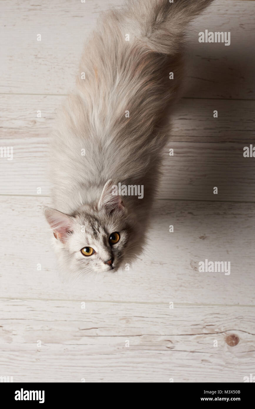 Cat look up in camera staying on white wooden floor Stock Photo - Alamy