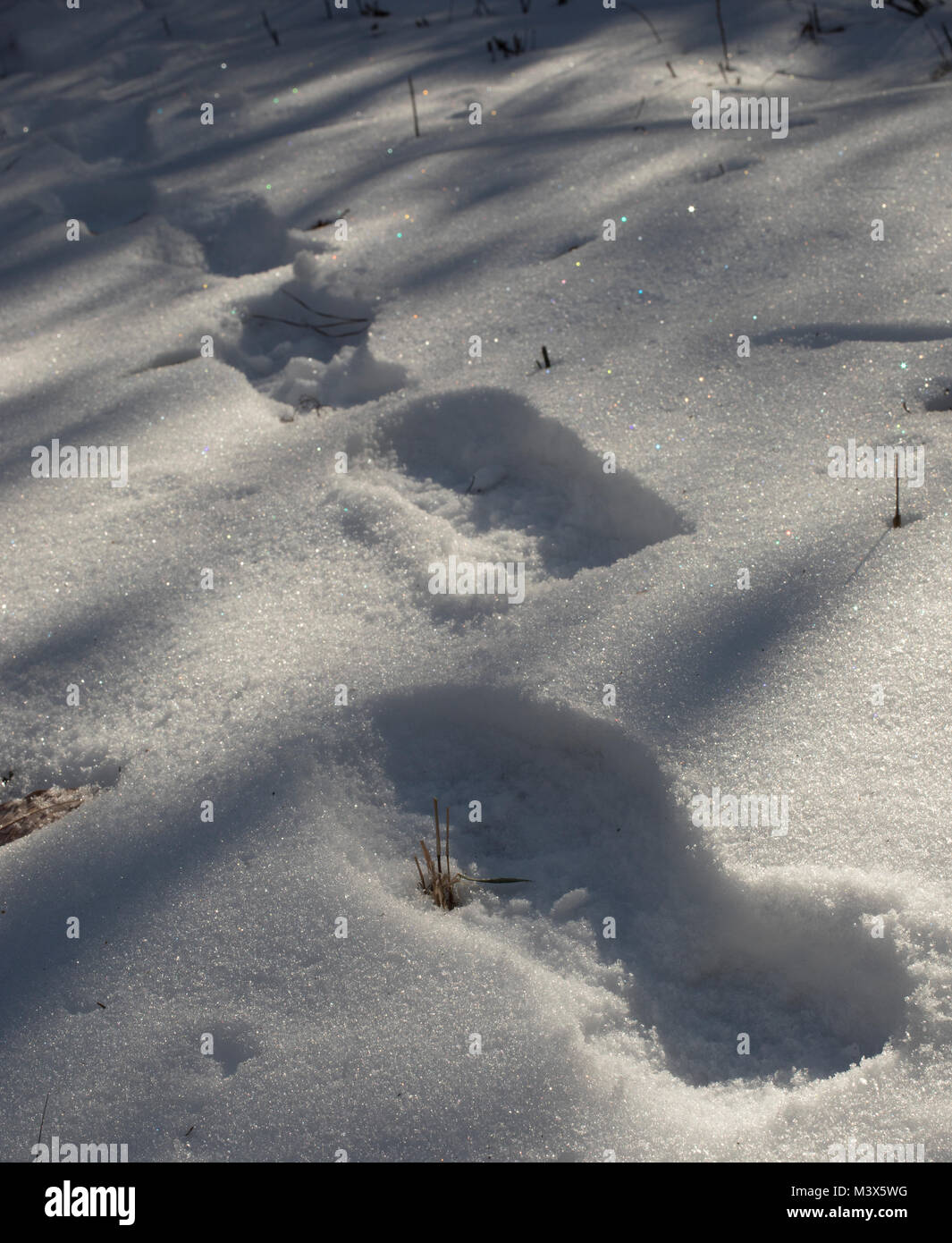Boot prints in a North Carolina snow just before the sun starts to set ...
