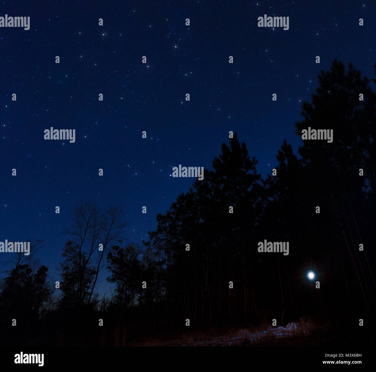 Night forest treeline hi-res stock photography and images - Alamy