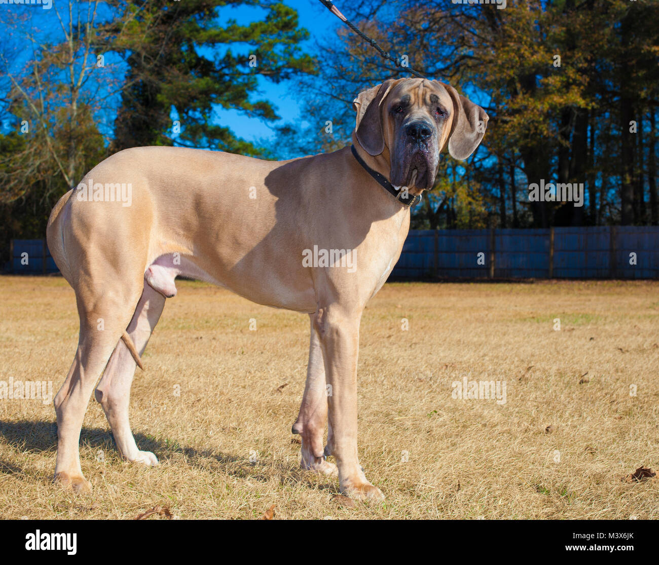 Male brown purebred Great Dane standing in a field Stock Photo - Alamy