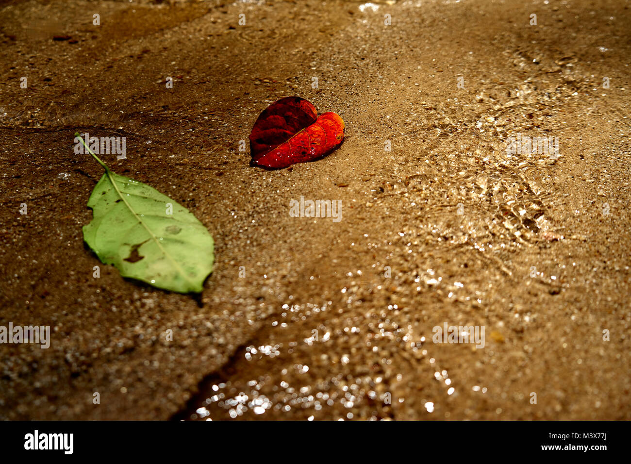 Single red leaf in crystal water on fine sand with a green leaf as ...