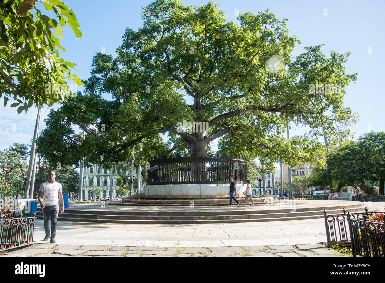 Place for the ceiba tree hi-res stock photography and images - Alamy