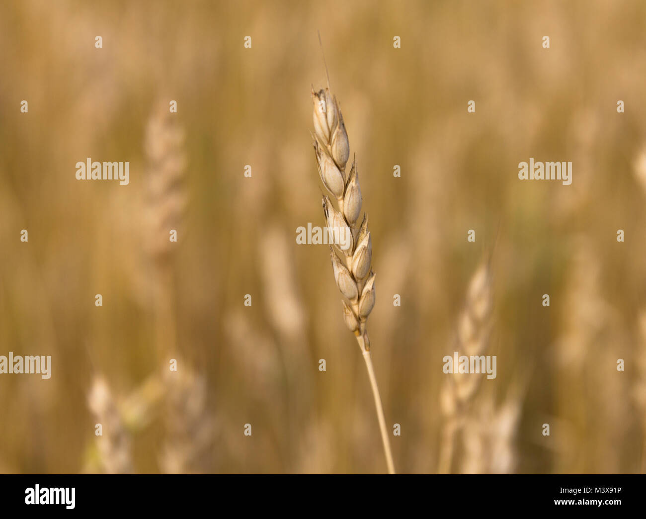 Yellow grain ready for harvest growing in a farm field Stock Photo - Alamy