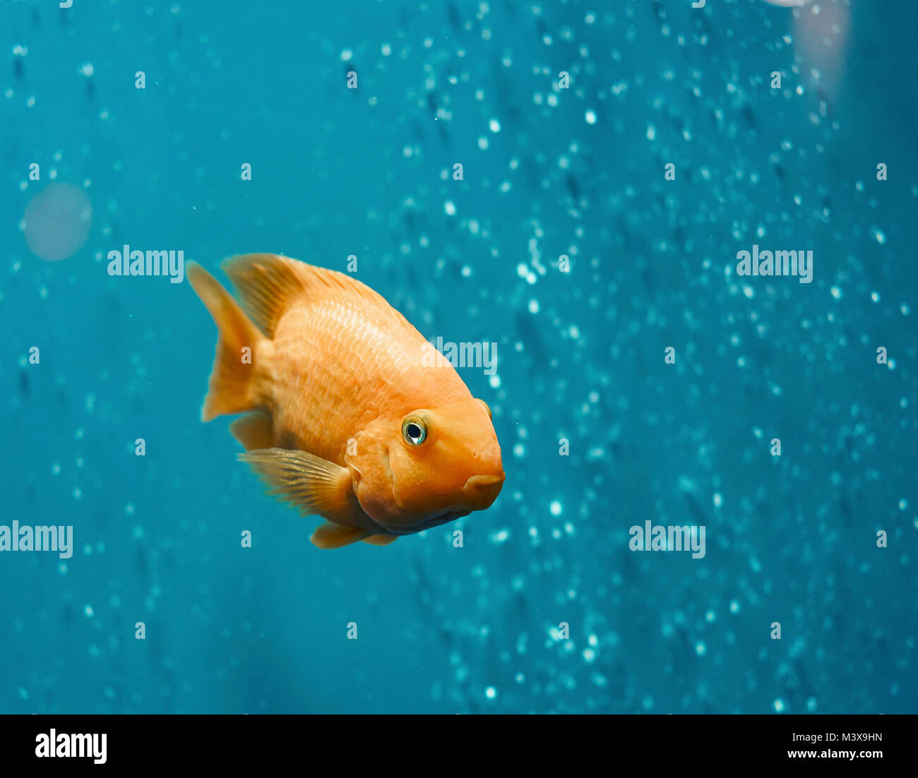 Golden fish swim in blue water Stock Photo - Alamy