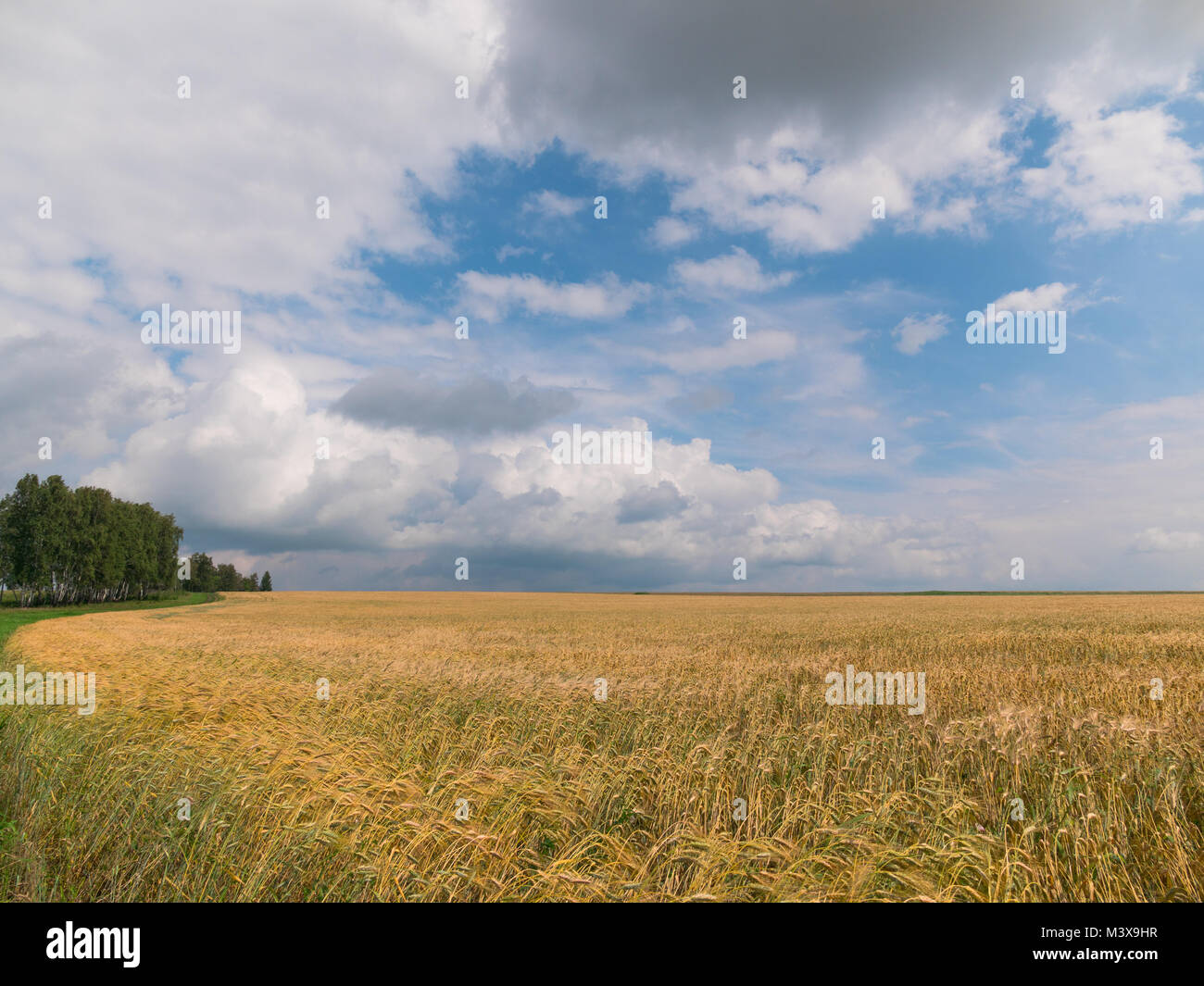 Yellow grain ready for harvest growing in a farm field Stock Photo - Alamy