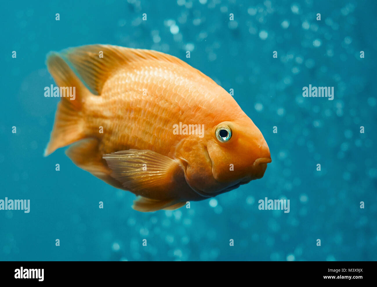 Golden fish swim in blue water Stock Photo - Alamy