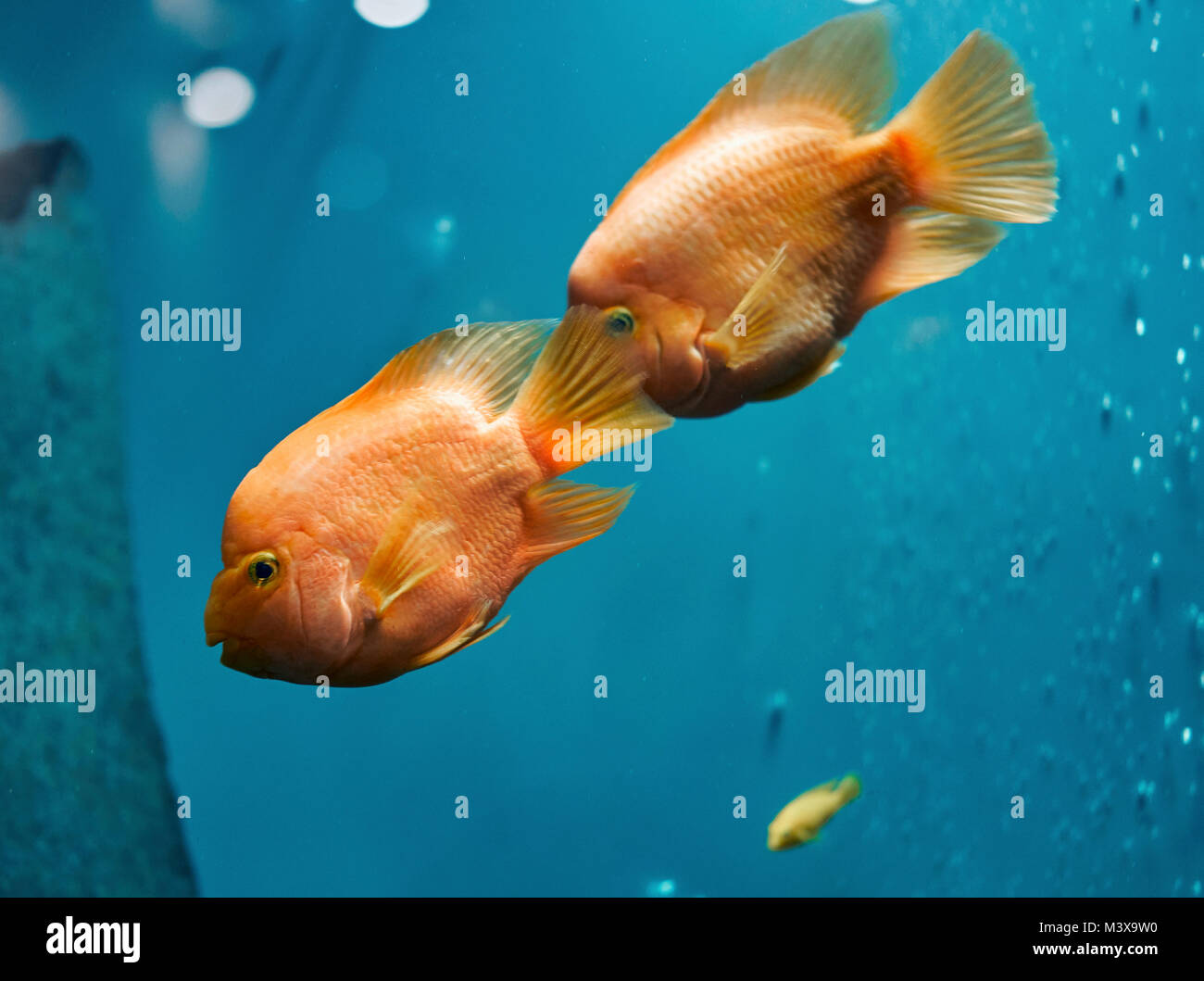 Golden fish swim in blue water Stock Photo - Alamy