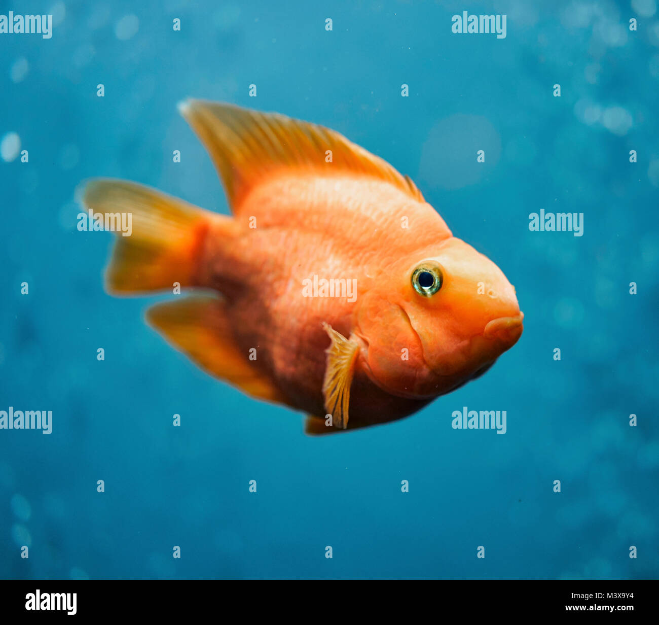 Golden fish swim in blue water Stock Photo - Alamy