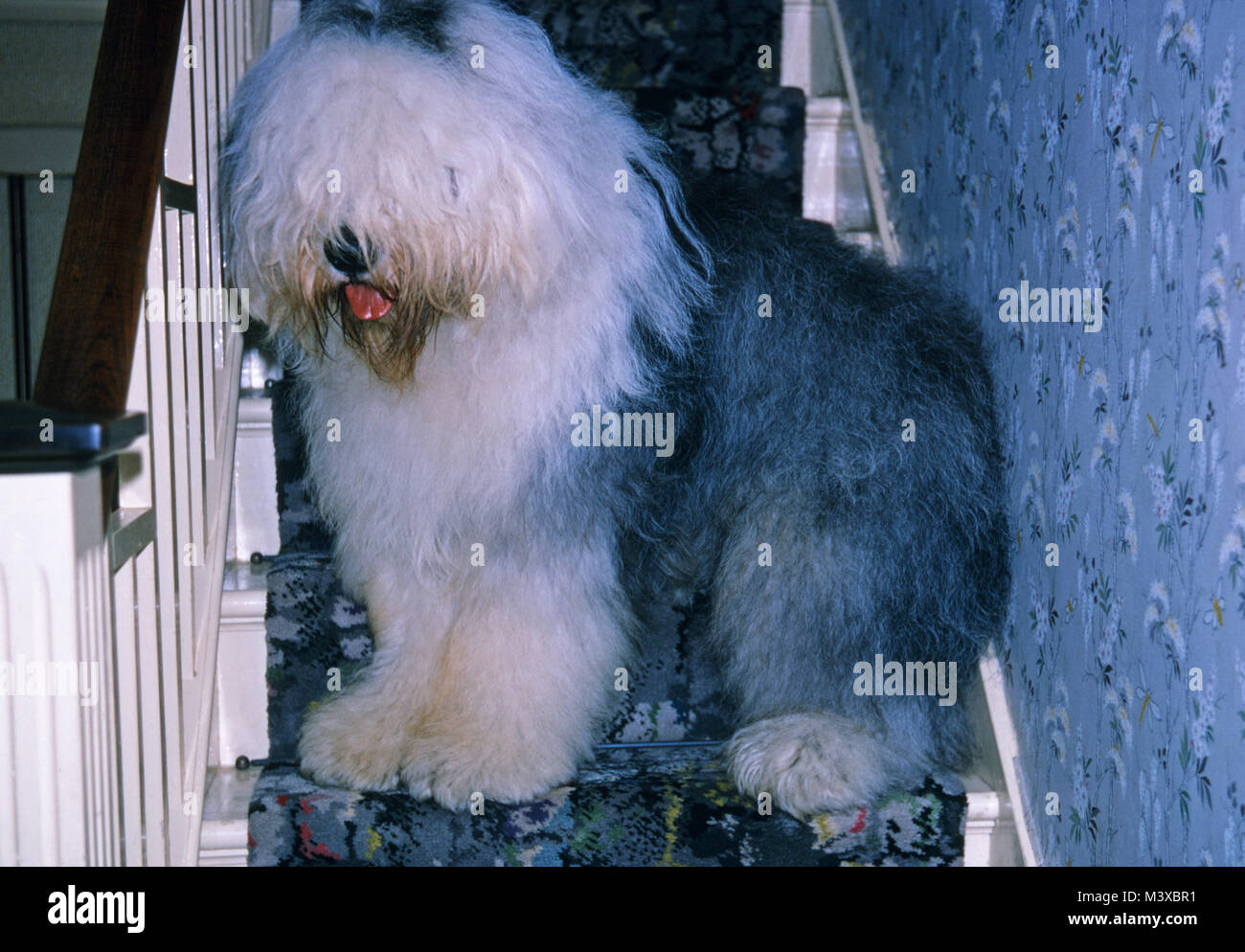 Adult Old English Sheepdog sitting on stairs Stock Photo - Alamy