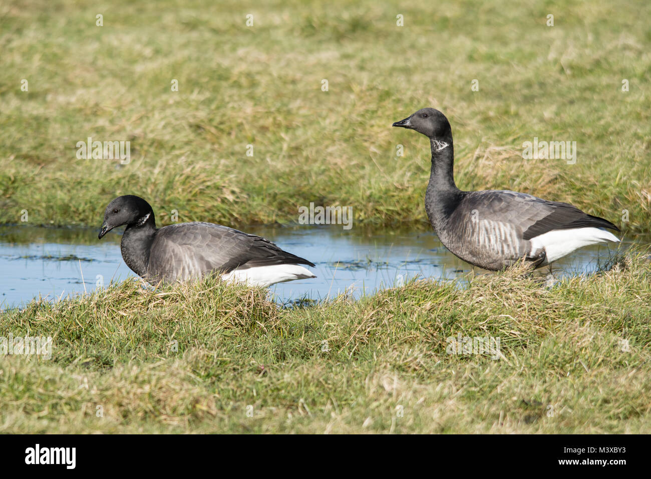 Marsh geese hi-res stock photography and images - Alamy