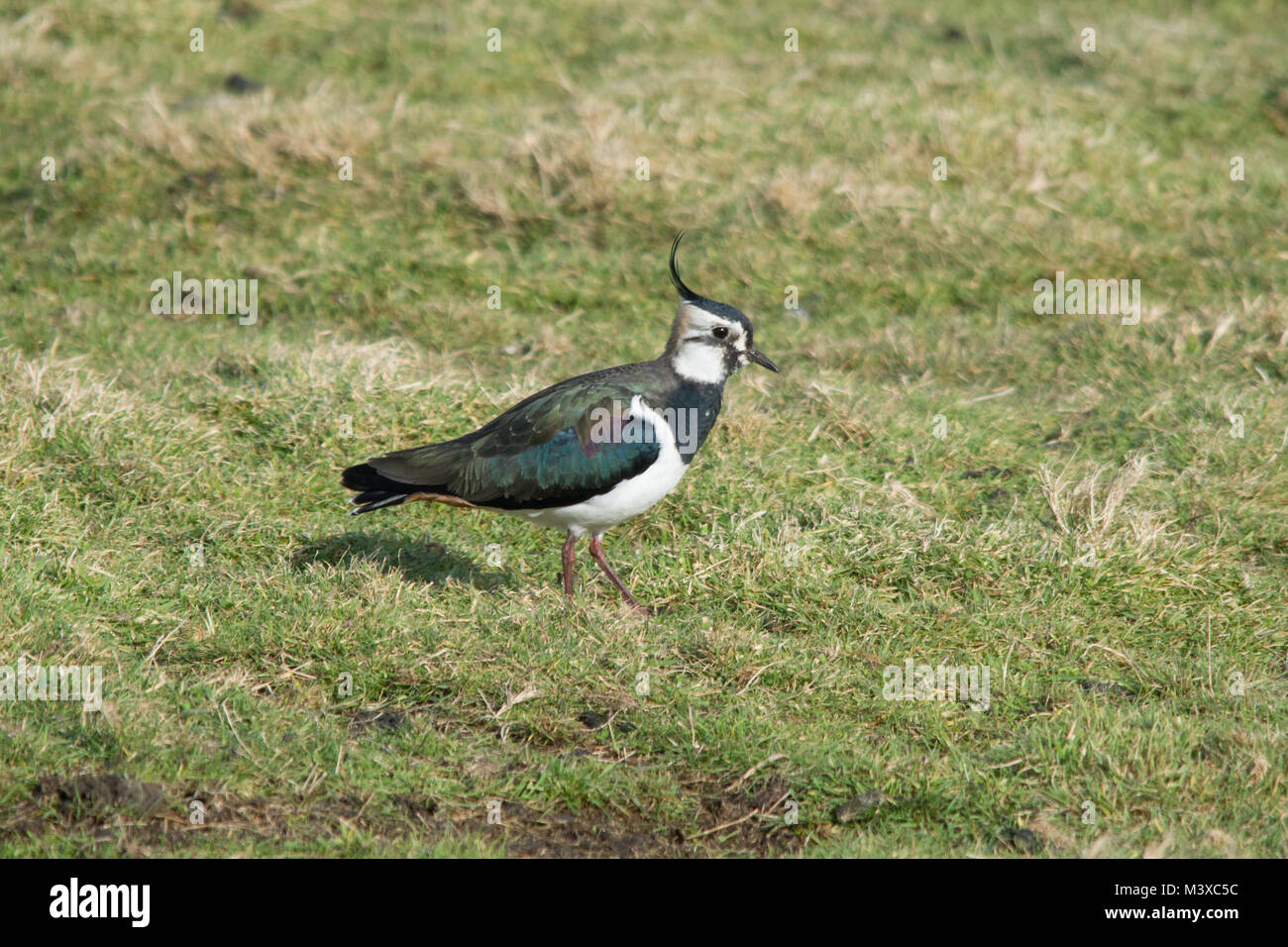 Peewit bird hi-res stock photography and images - Alamy