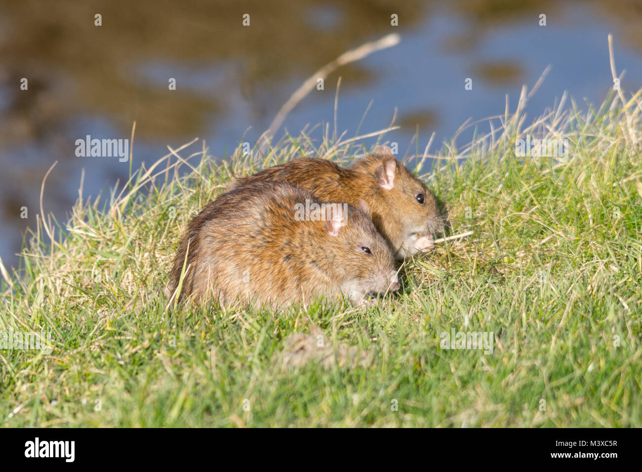 Brown rats rattus norvegicus hi-res stock photography and images - Alamy