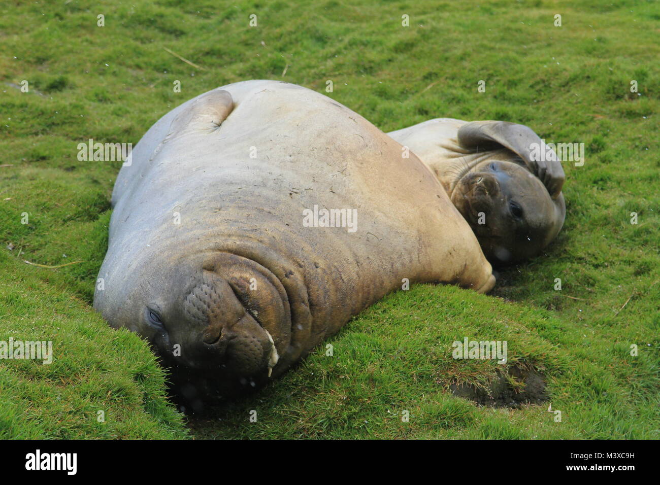 South Georgia scenes Stock Photo - Alamy