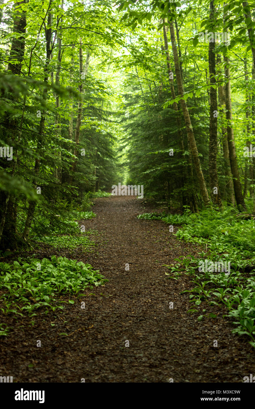 A 1-mile trail on Devil's Island. From old growth forest at the south ...