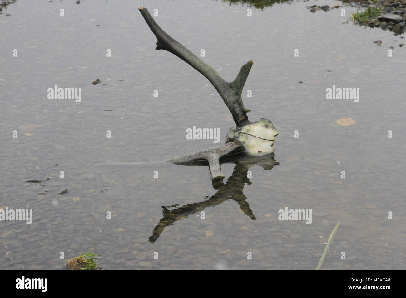 South Georgia scenes Stock Photo - Alamy