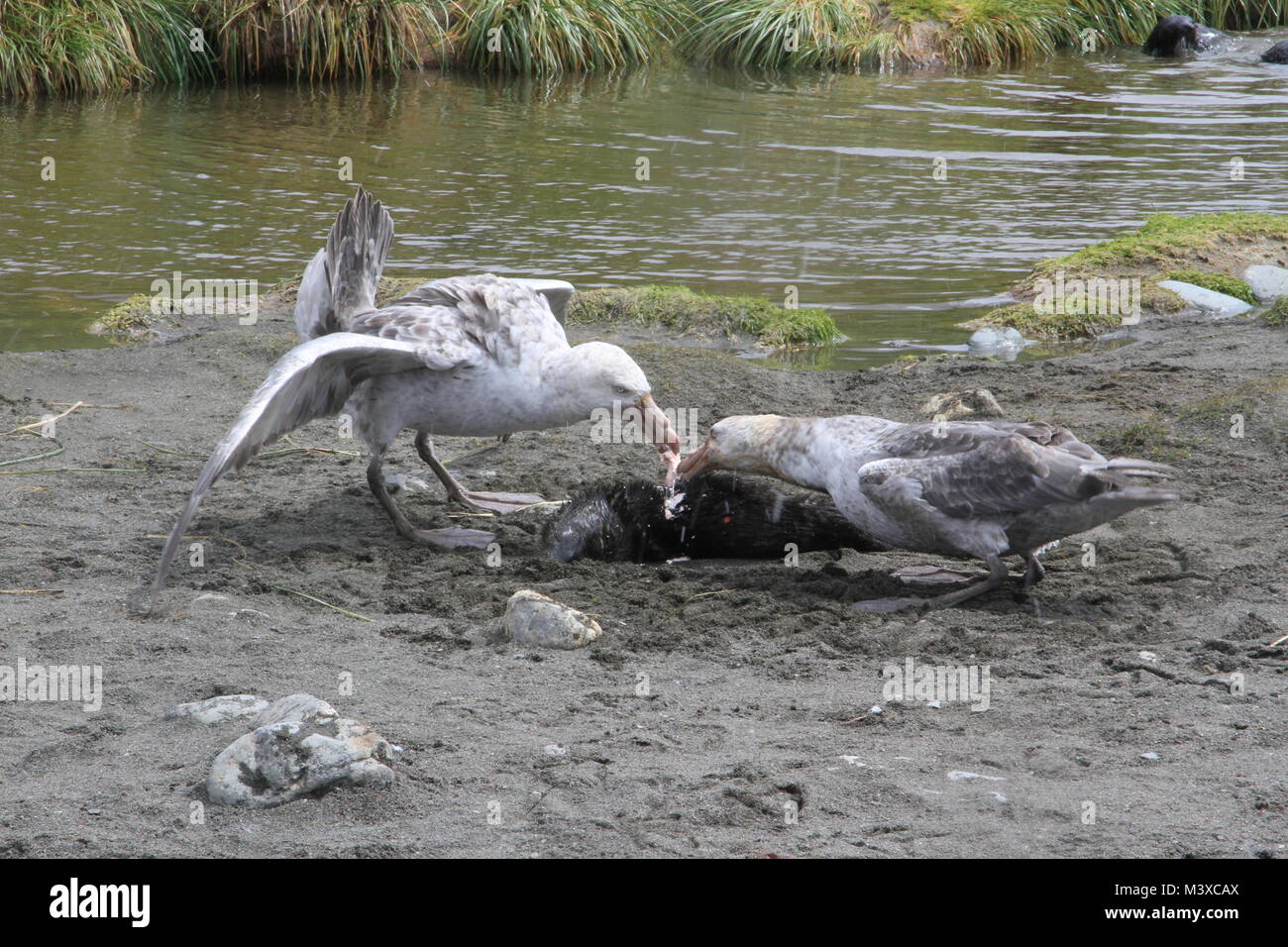 South Georgia scenes Stock Photo - Alamy