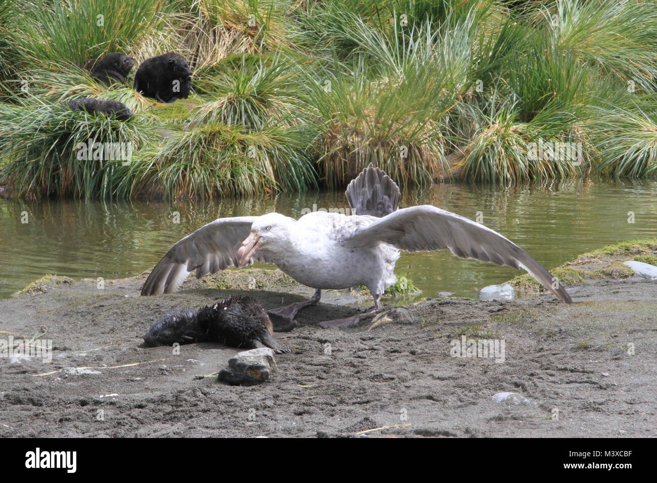 South Georgia scenes Stock Photo - Alamy