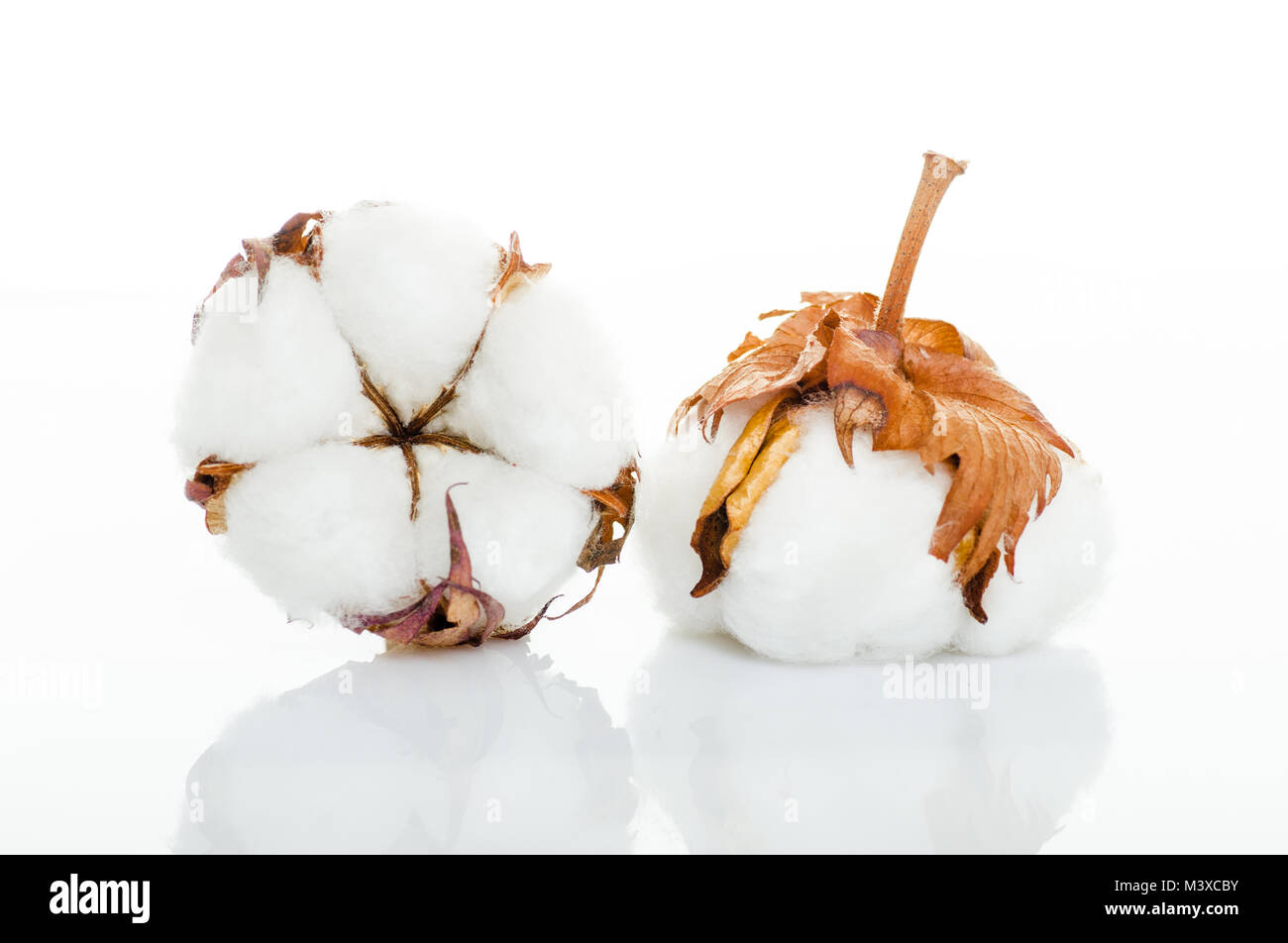 Cotton plant flower isolated on white background Stock Photo - Alamy