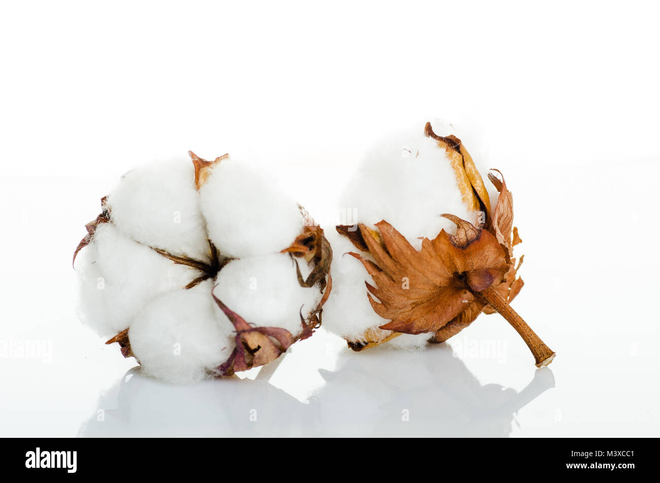 Cotton plant flower isolated on white background Stock Photo - Alamy