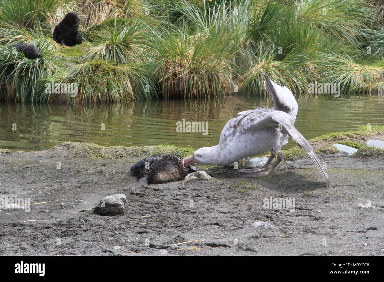 South Georgia scenes Stock Photo - Alamy