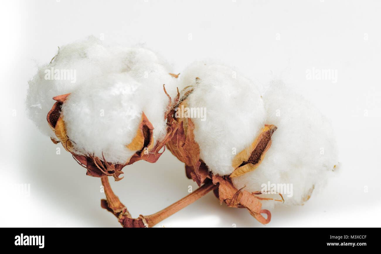 Cotton plant flower isolated on white background Stock Photo - Alamy