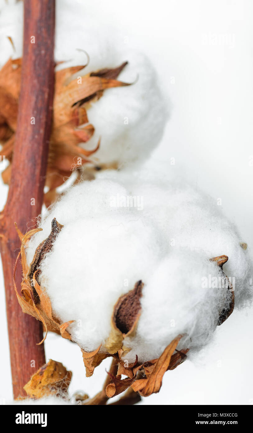 Cotton plant flower isolated on white background Stock Photo - Alamy