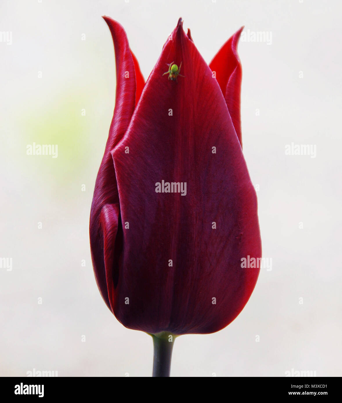 Tulipa Lasting Love An elegant lily-flowered deep red tulip with darker ...
