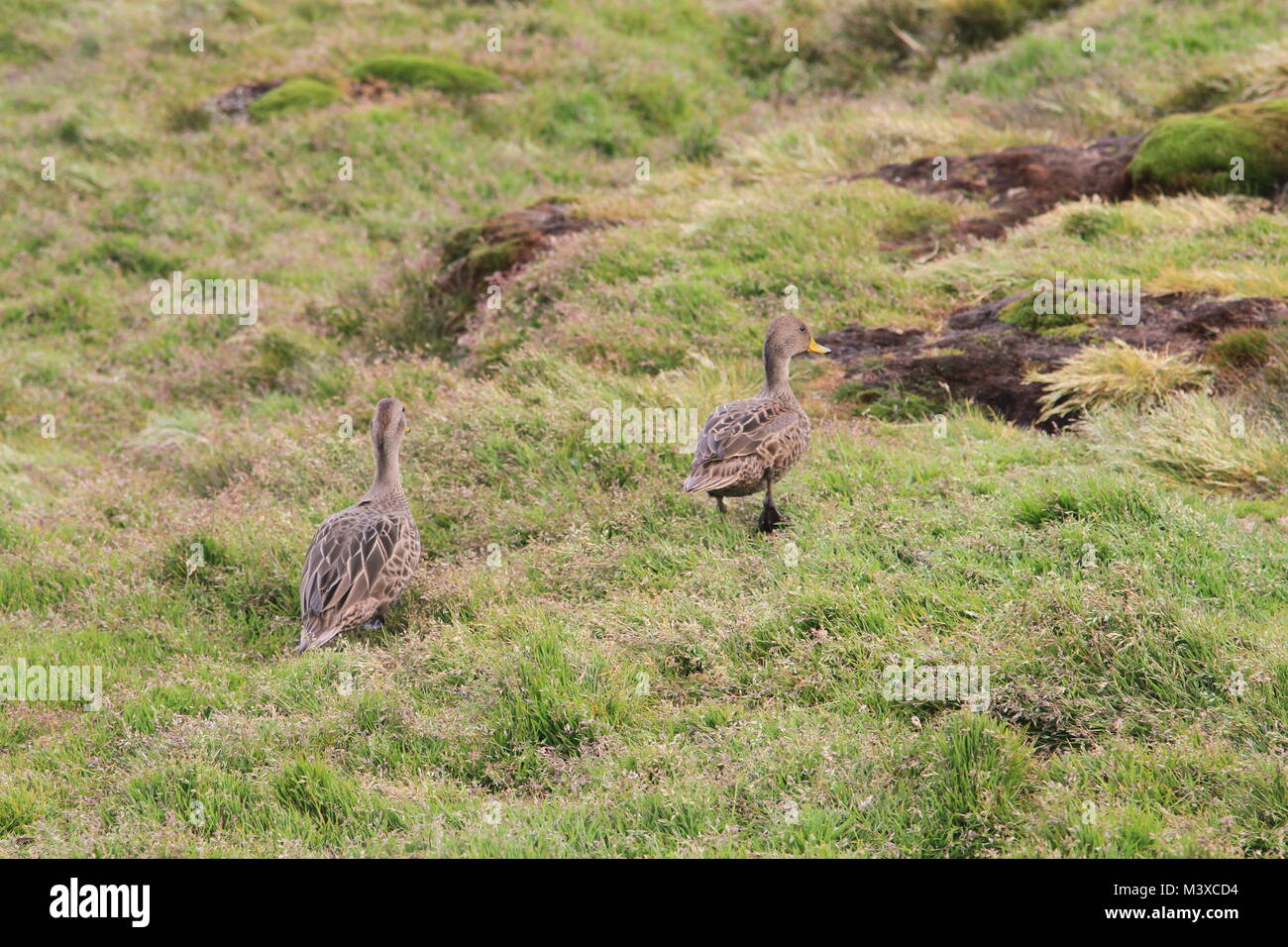 South Georgia scenes Stock Photo - Alamy