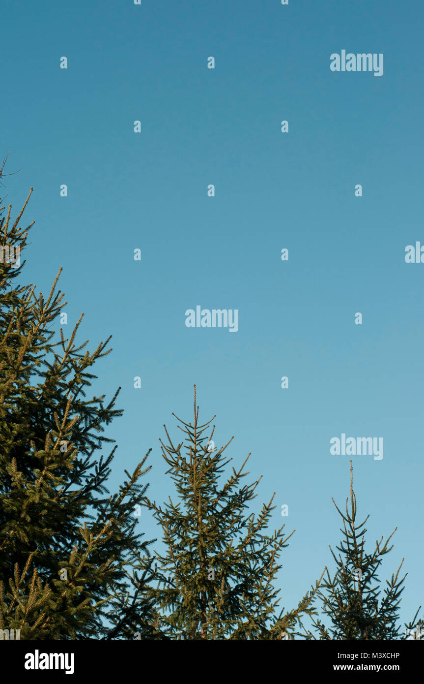 Tops trees against blue spring hi-res stock photography and images - Alamy