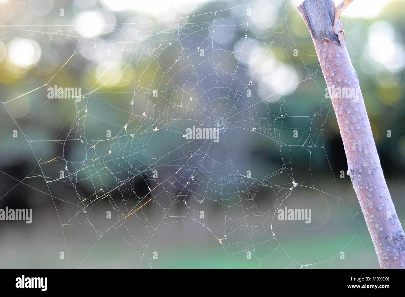 Spiders work hi-res stock photography and images - Alamy