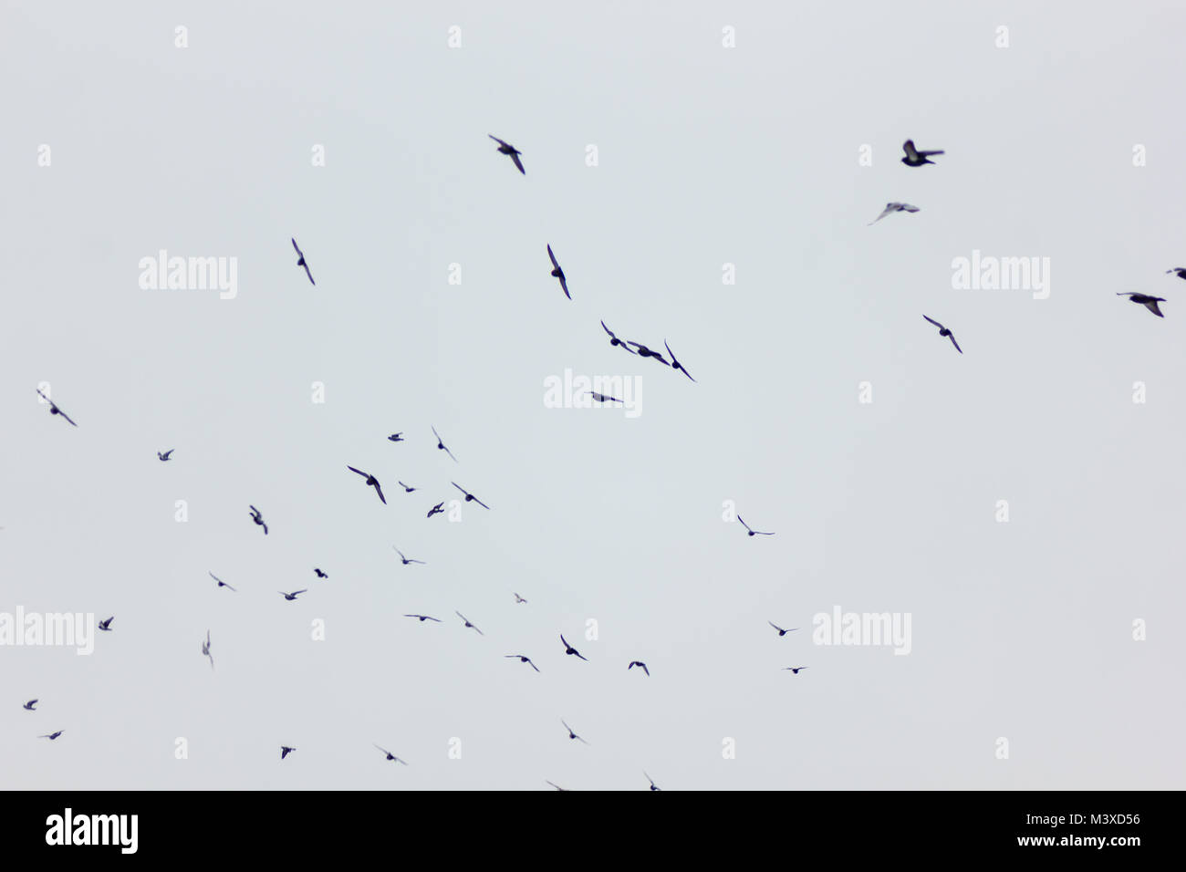 Bird Crowd Flying in Skies in Cloudy Winter Day Stock Photo - Alamy