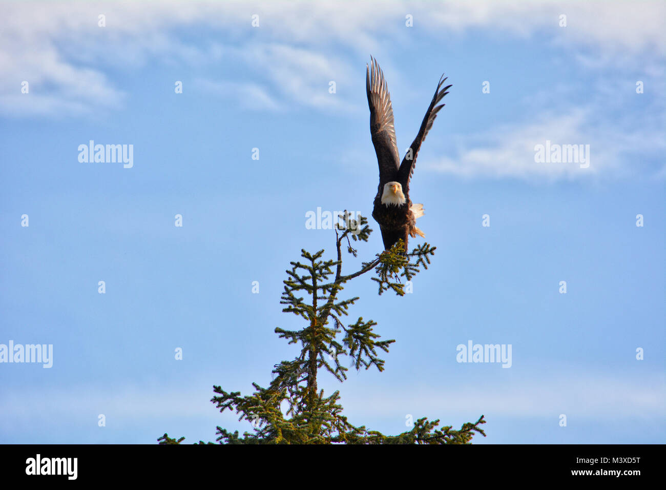 Bald eagle, stretching in the morning sun, Juneau, Alaska Stock Photo ...