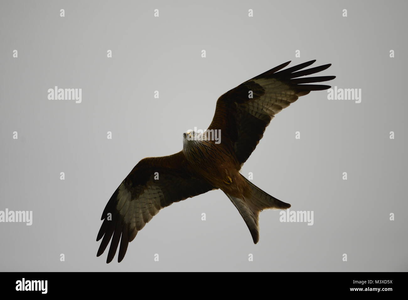 Red Kite Flying Stock Photo - Alamy