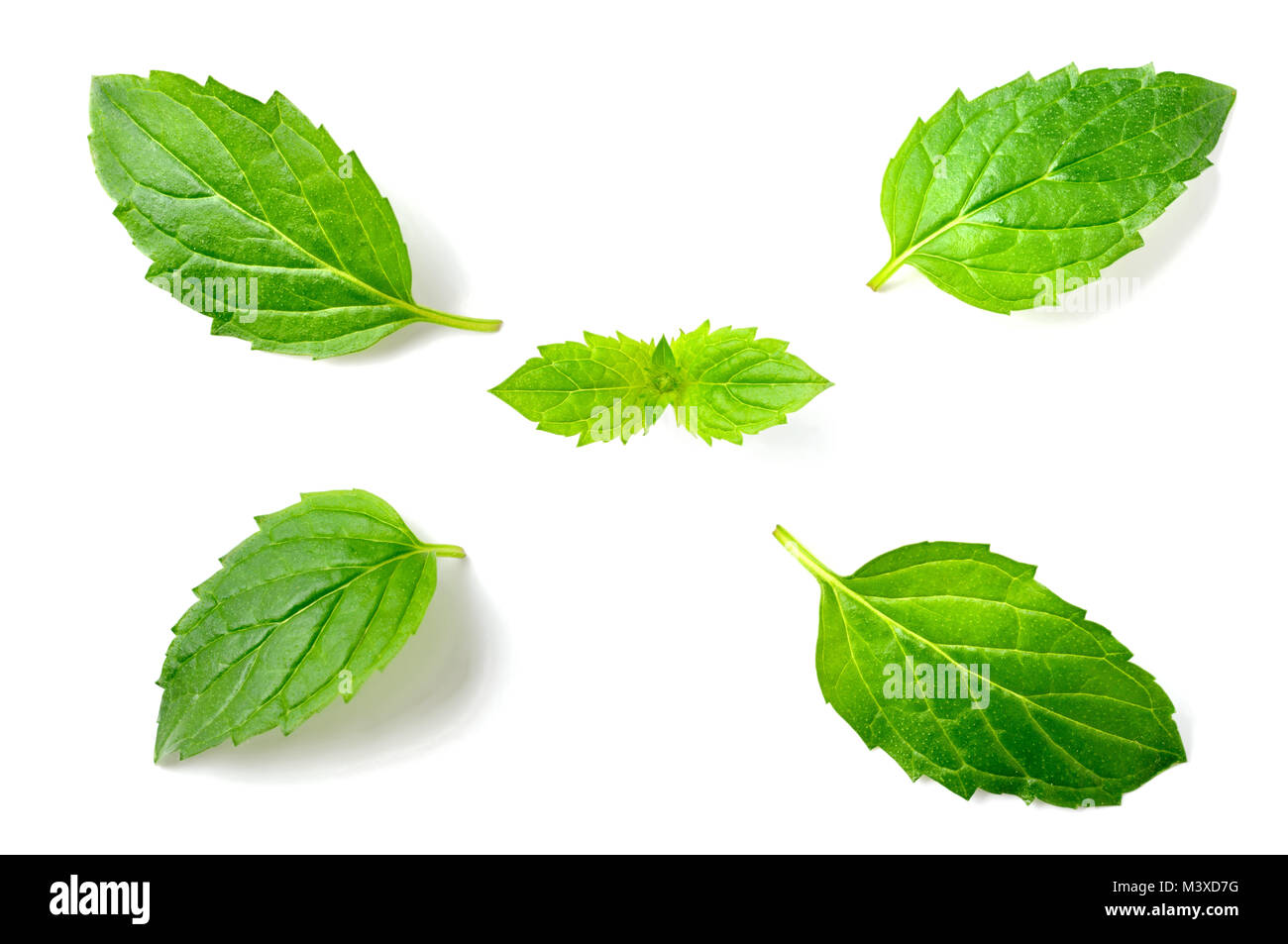 closeup of fresh peppermint leaves isolated on white Stock Photo - Alamy